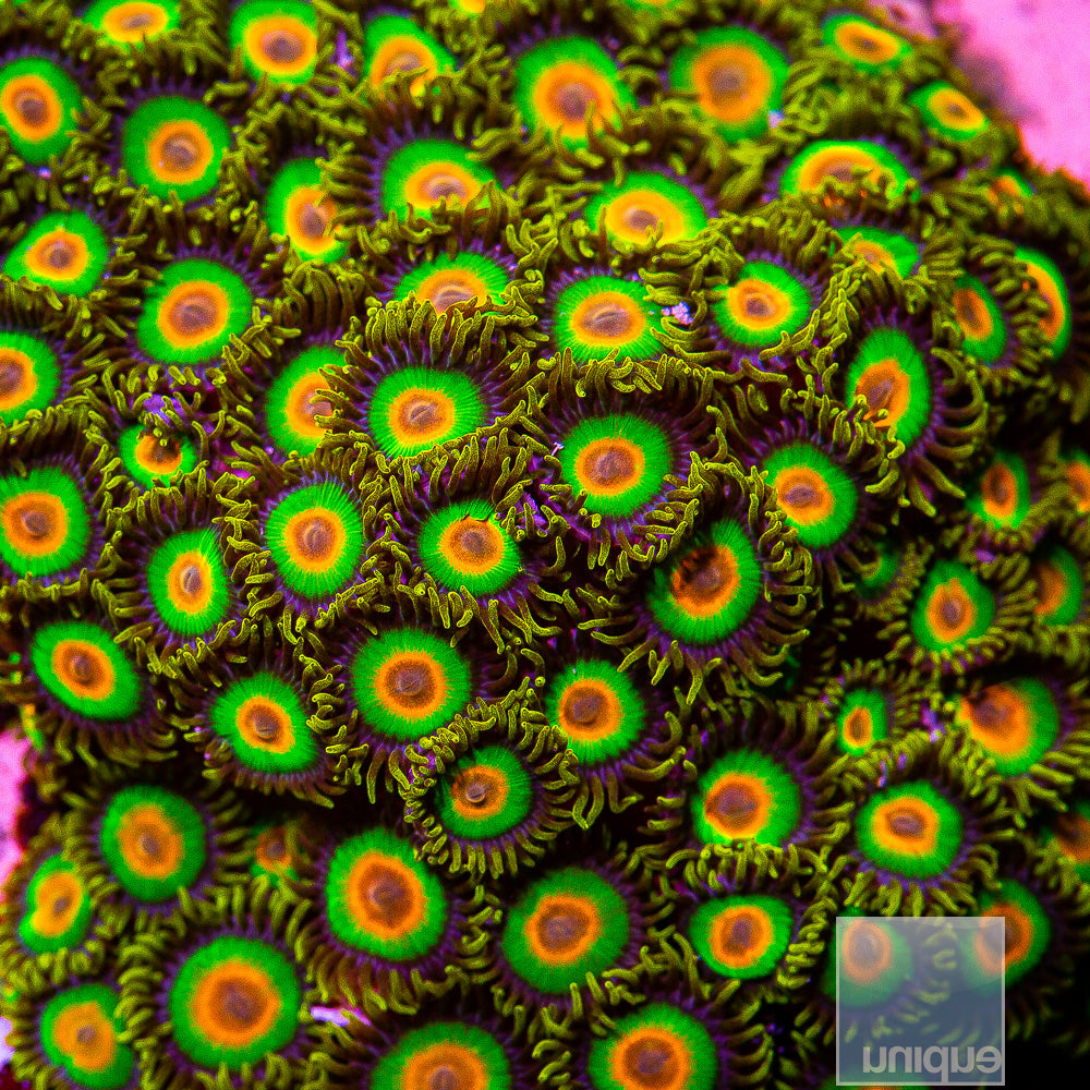Rasta Zoanthid- Stock Frag 3 Polyp – UniqueCorals