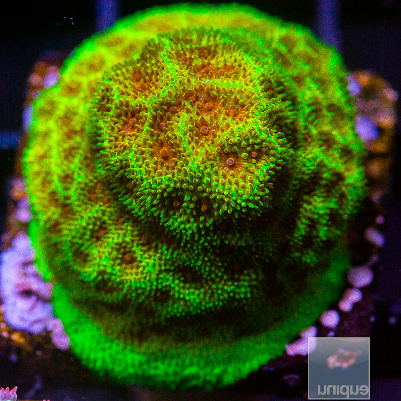 UC Sprite Leptoseris – UniqueCorals