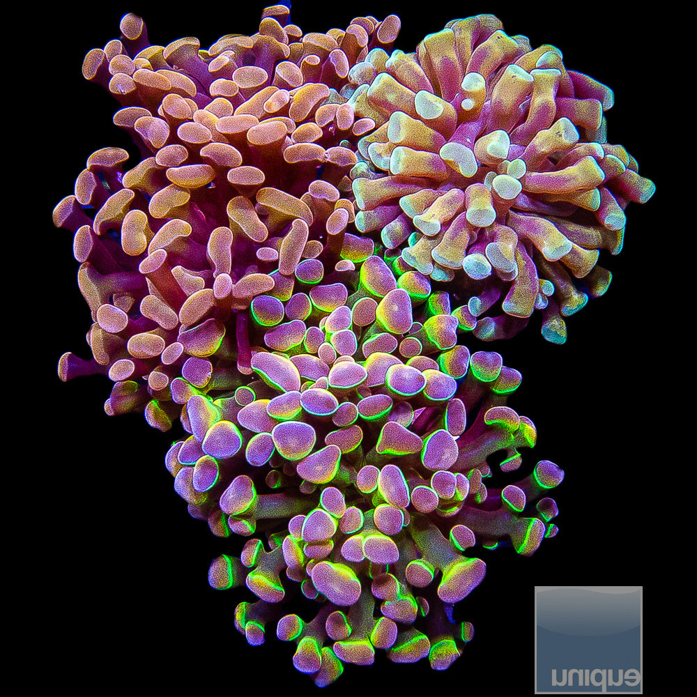 Frag Packs – UniqueCorals