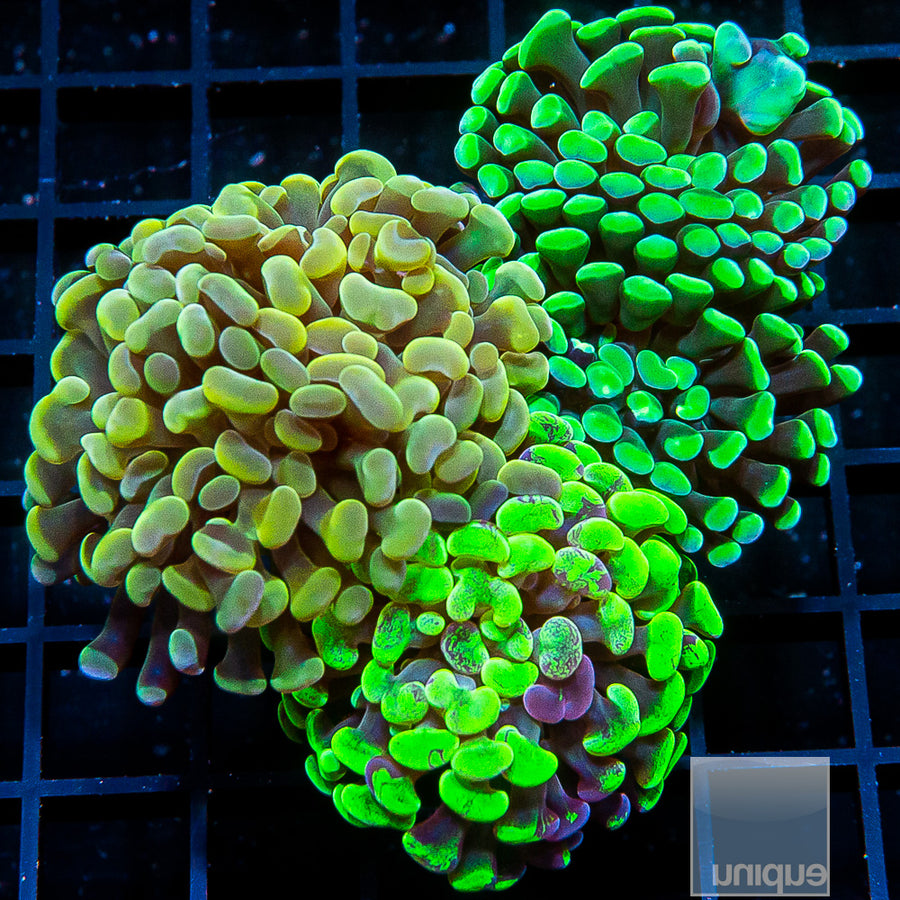 Frag Packs – UniqueCorals