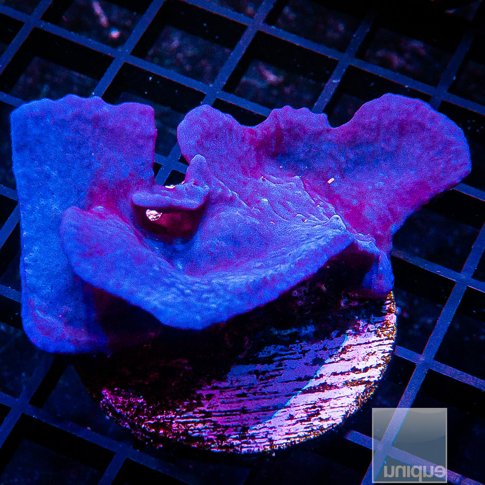 UC Plating Blue Sponge Growout Disc-WYSIWYG – UniqueCorals