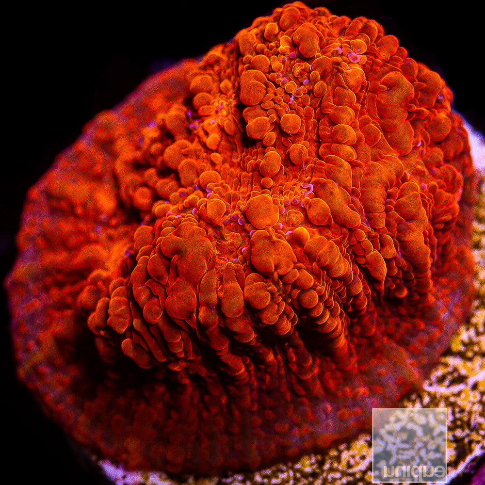 Ultra Red Chalice Frag – UniqueCorals