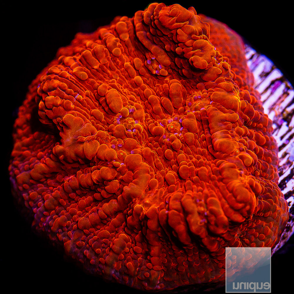 Ultra Red Chalice Frag – UniqueCorals