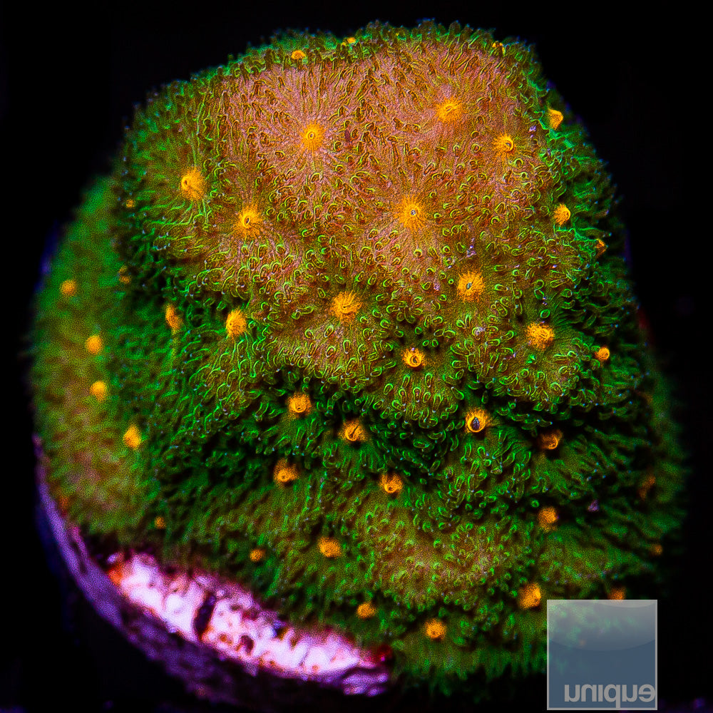 Unique Corals Sprite Leptoseris Frag – UniqueCorals