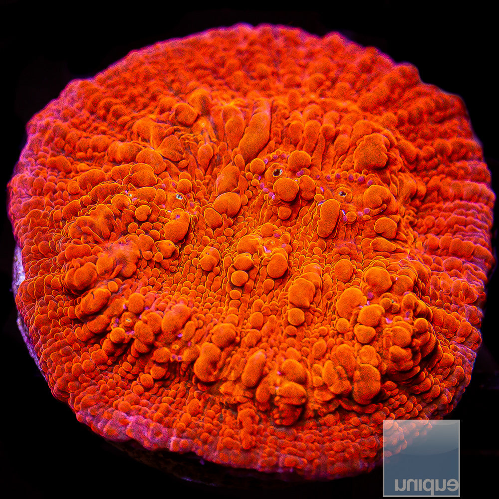 Echinophyllia sp. Ultra Red Chalice Frag- WYSIWYG – UniqueCorals