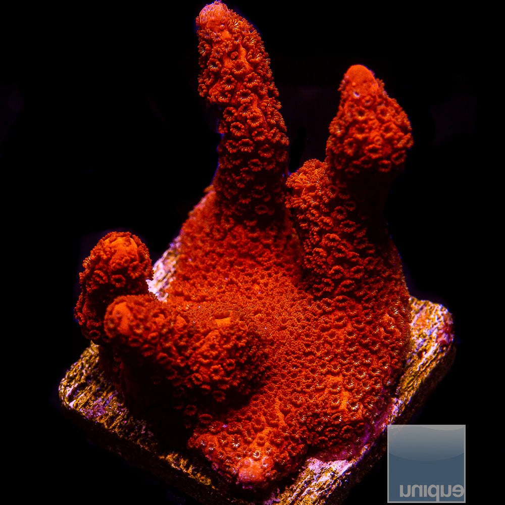 Montipora digitata Burnt Orange Digi Frag-WYSIWYG – UniqueCorals