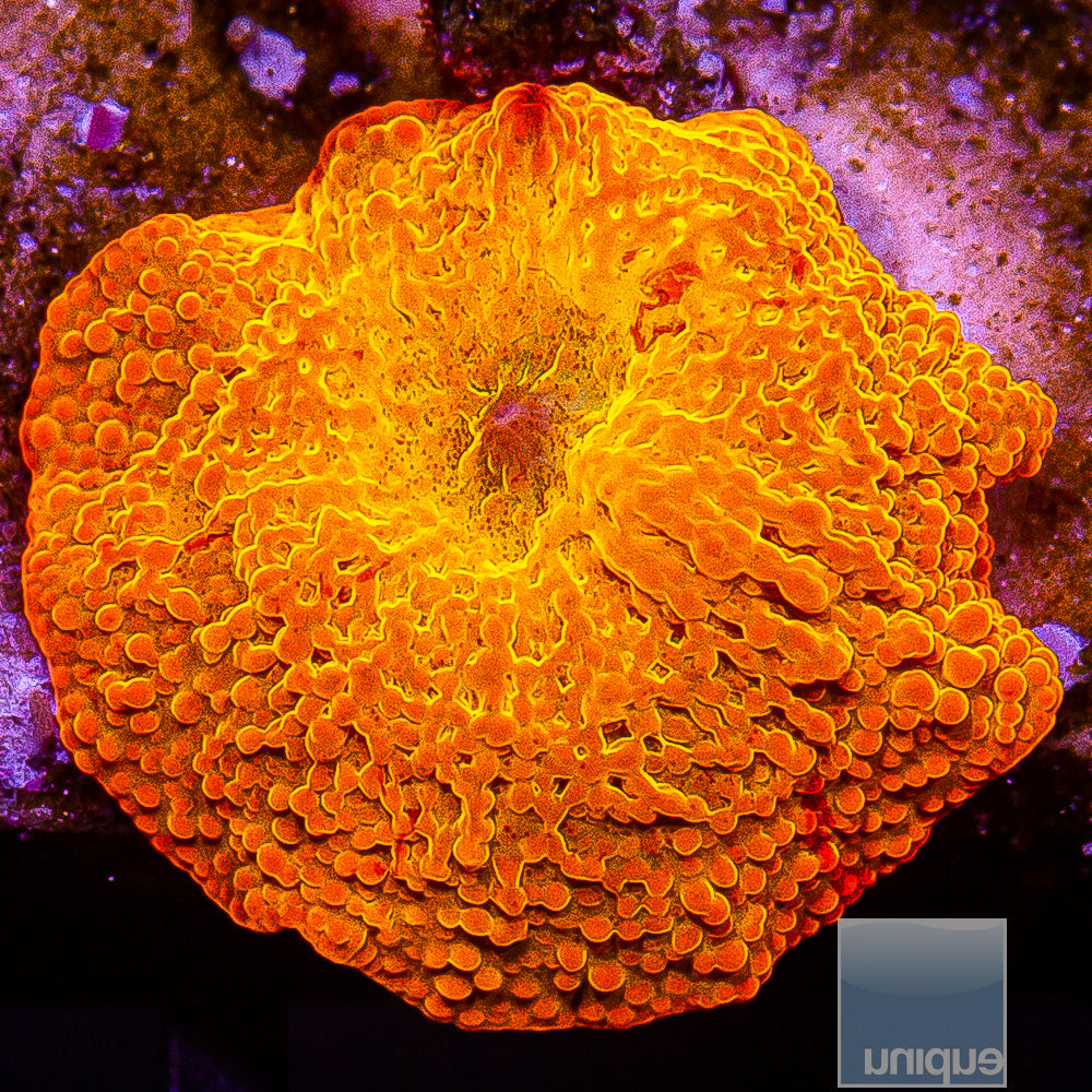 Discosoma sp. Jawbreaker Eclectus Mushroom-WYSIWYG – UniqueCorals