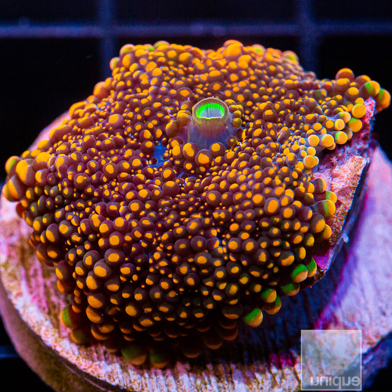 UC Super Orange Ricordea Yuma – UniqueCorals