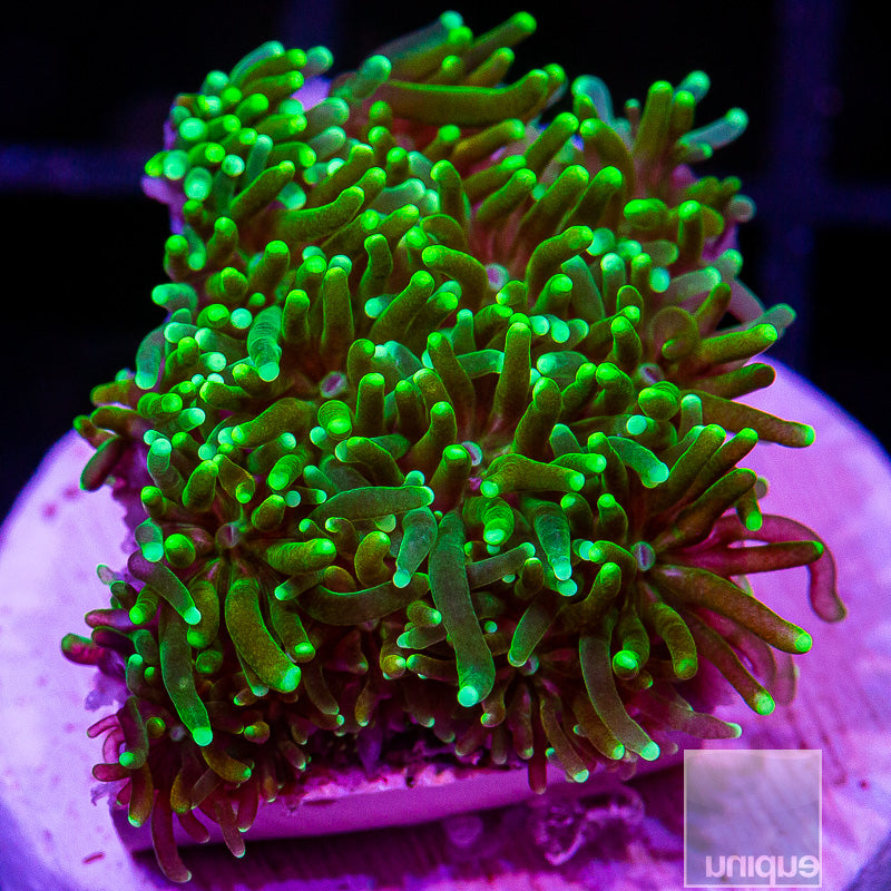 Green Galaxea-WYSIWYG – UniqueCorals
