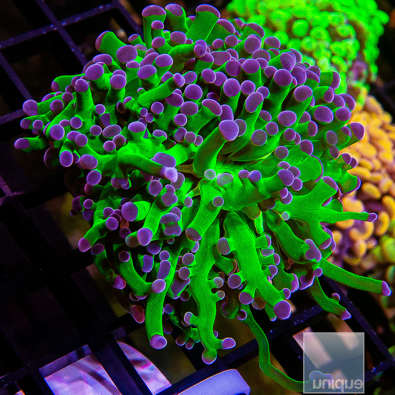 Purple Tip Frogspawn – UniqueCorals