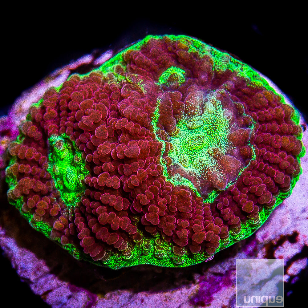 Green Rim Favia Frag-WYSIWYG – UniqueCorals