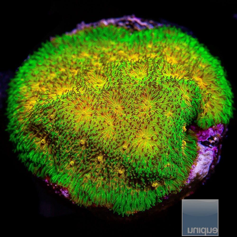 Leptastrea sp. Unique Corals Sprite Frag- WYSIWYG – UniqueCorals