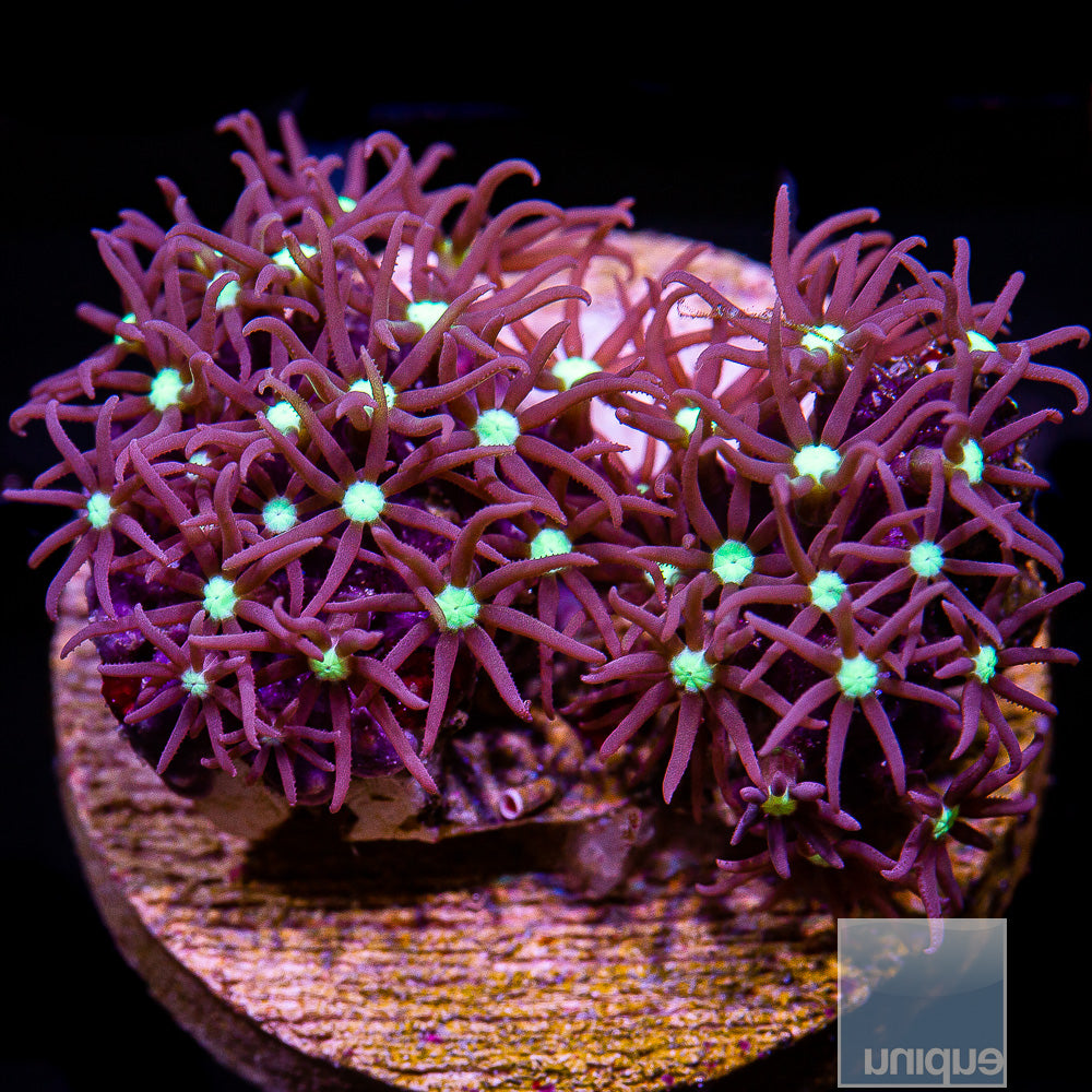 Pachyclavularia sp. Beginner's Star Polyps Frag-WYSIWYG – UniqueCorals