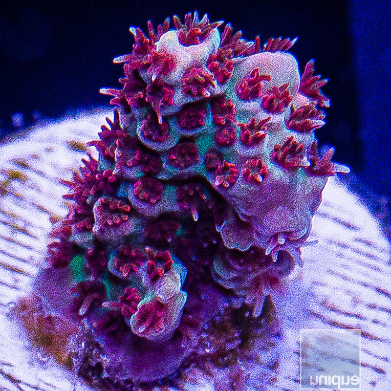 UC Red Planet Tabling Acro – UniqueCorals