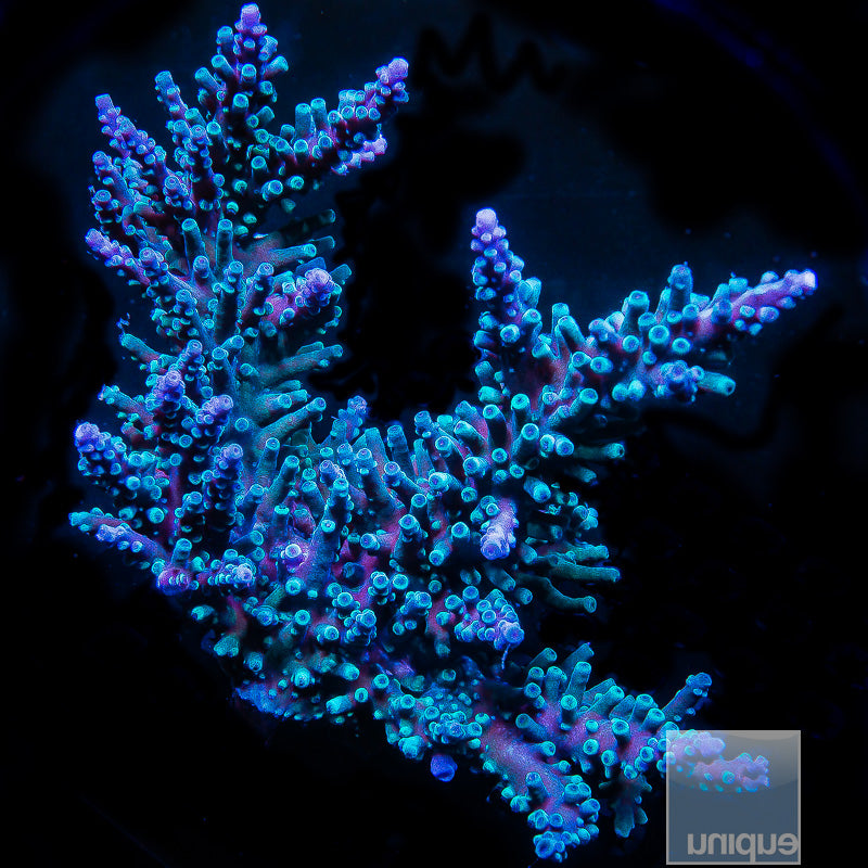 Acropora tortuosa- Oregon Tort- Stock Frag 1" – UniqueCorals