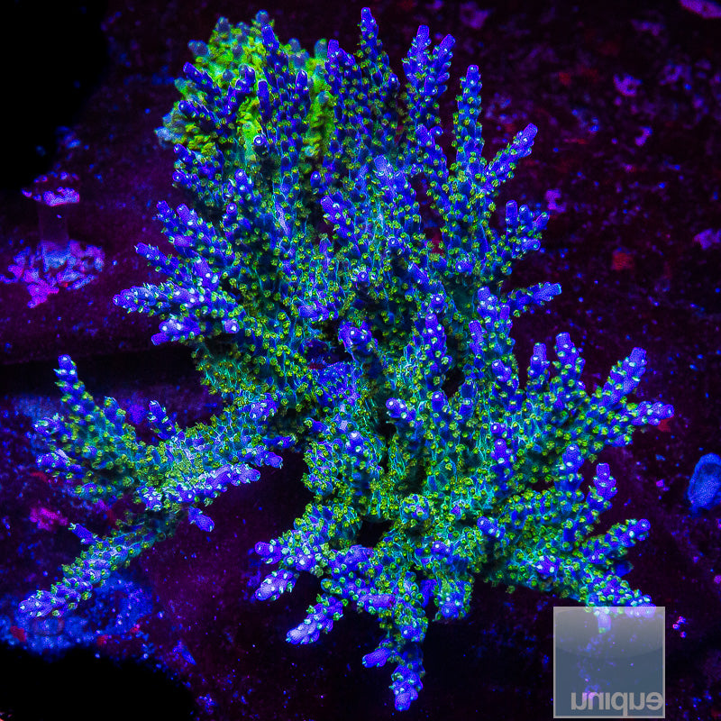 Unique Corals Tri-Color Valida- Stock Frag – UniqueCorals