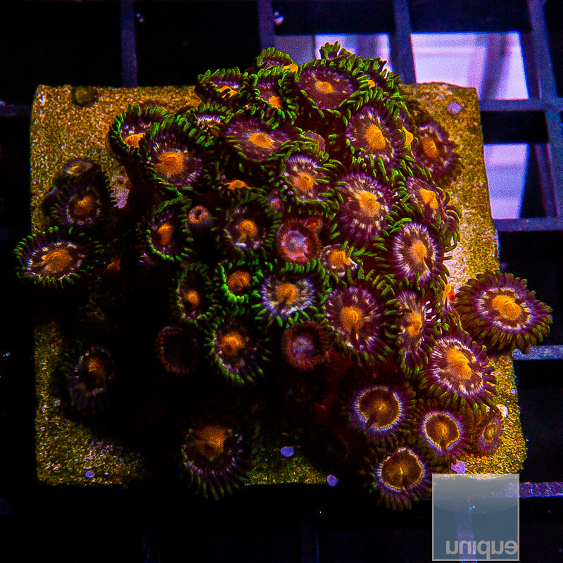 Nirvana Mini Disk Colony – UniqueCorals