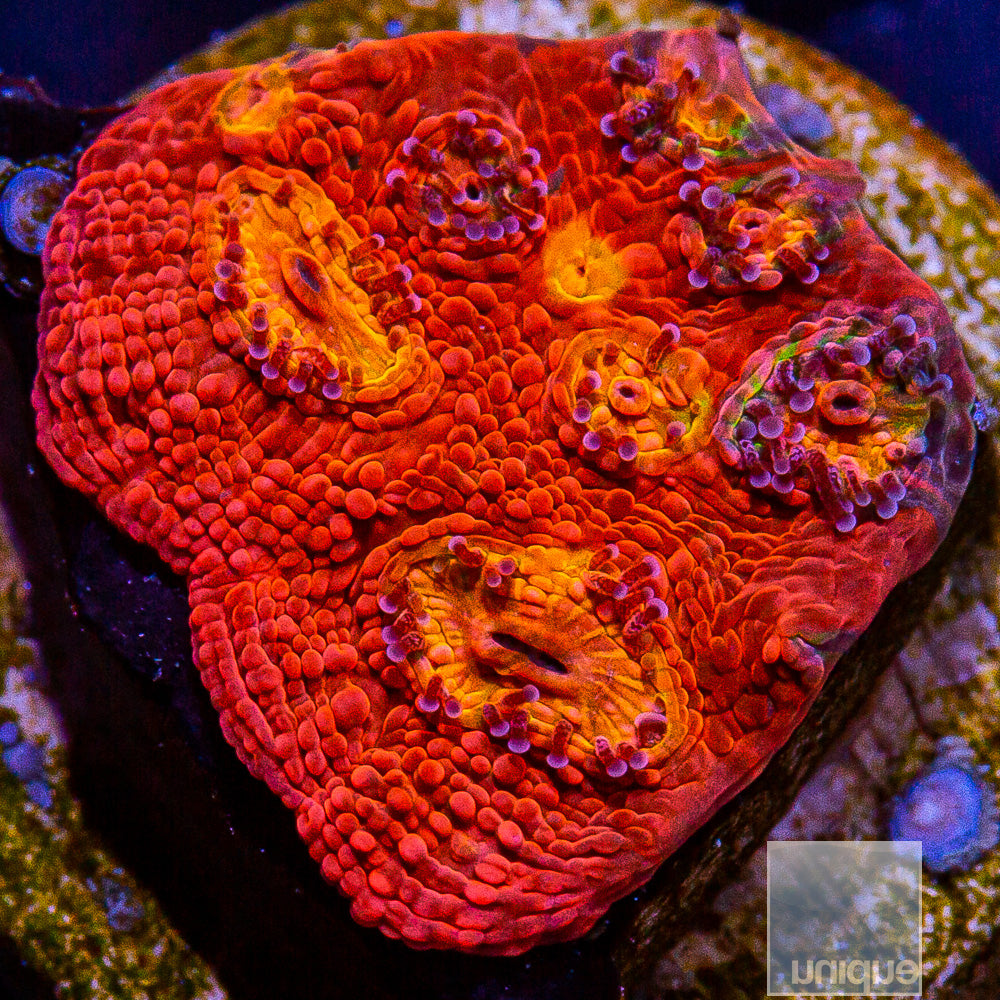 SC Rainbow Dynamite Chalice Frag – UniqueCorals