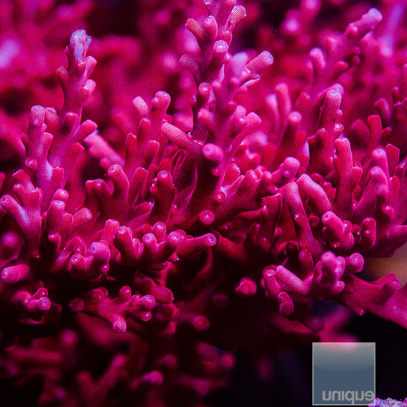 Acropora sp. Red Dragon Carduus 1" Stock Frag – UniqueCorals
