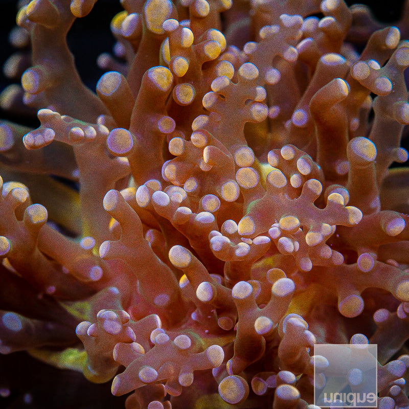 Euphyllia – UniqueCorals