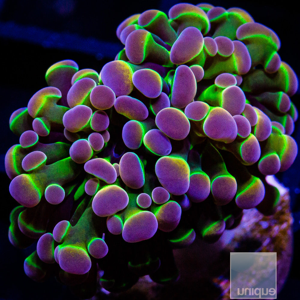 True UC Hologram Branching Hammer Frag – UniqueCorals