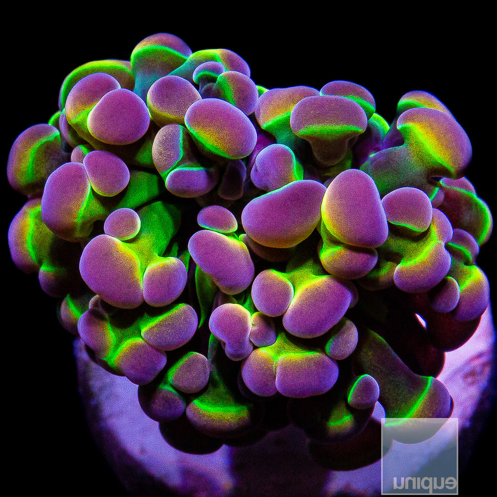 True UC Hologram Branching Hammer Frag – UniqueCorals