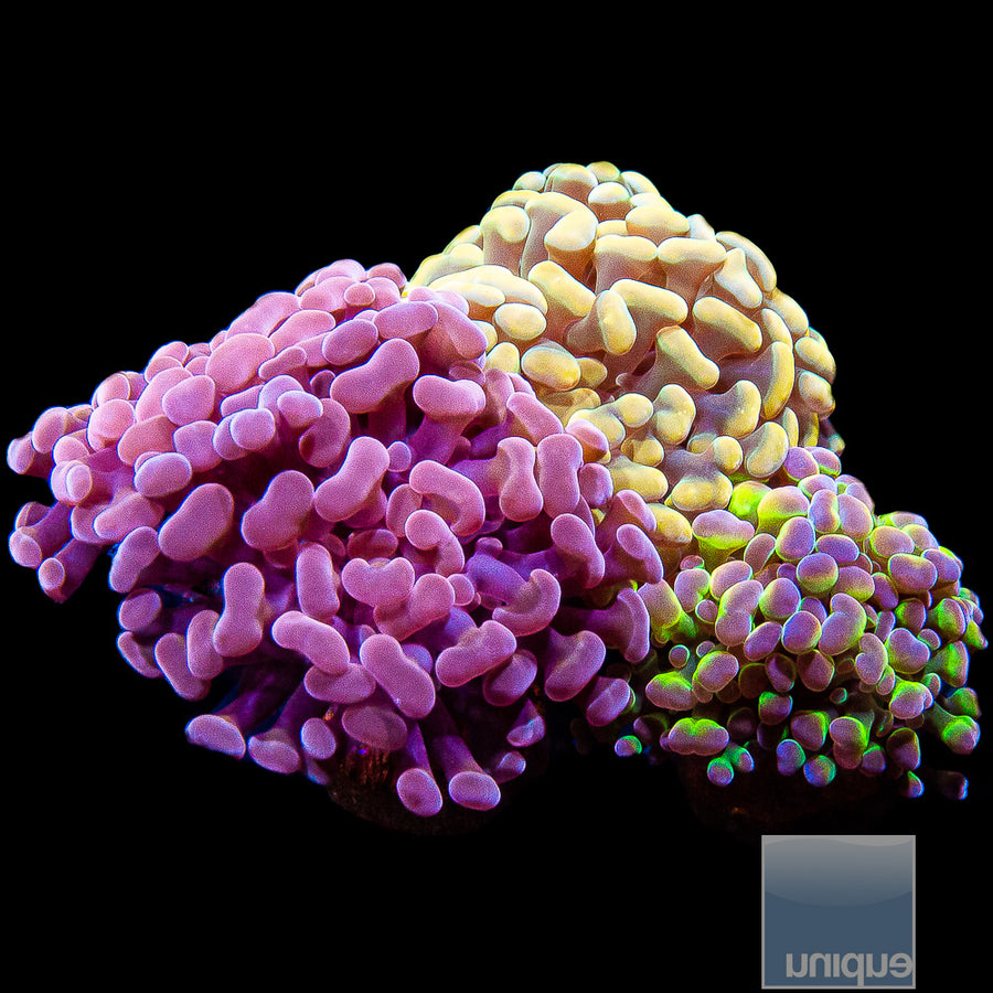 Frag Packs – UniqueCorals