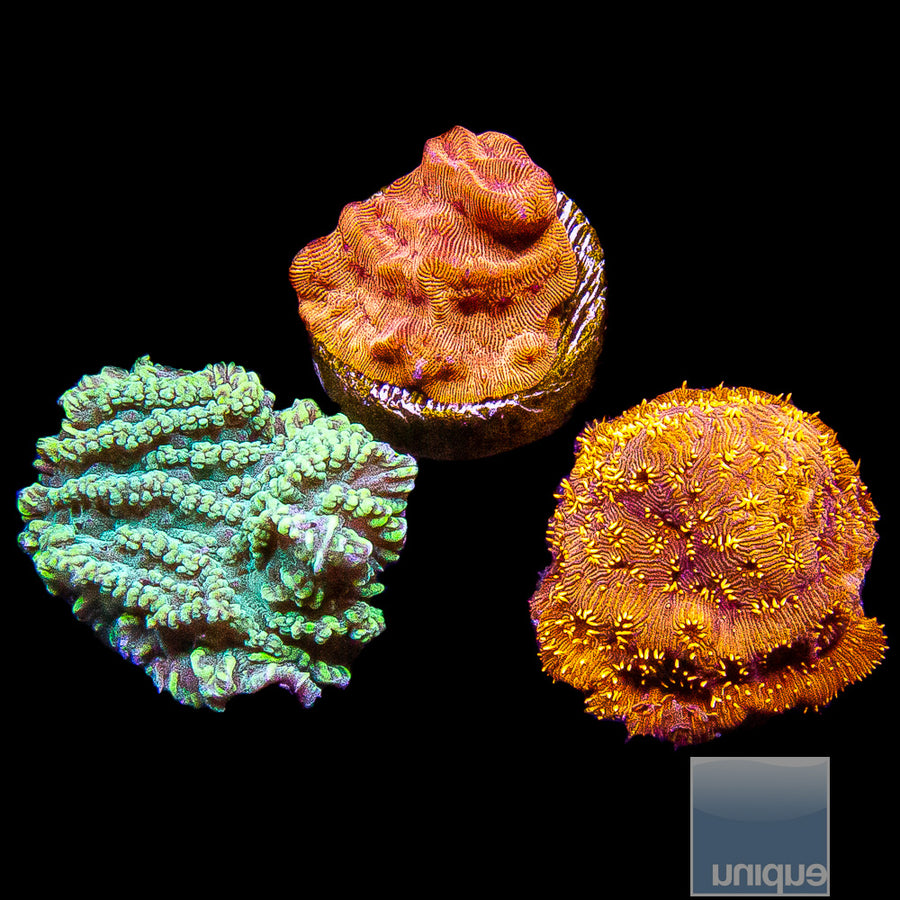 Frag Packs – UniqueCorals