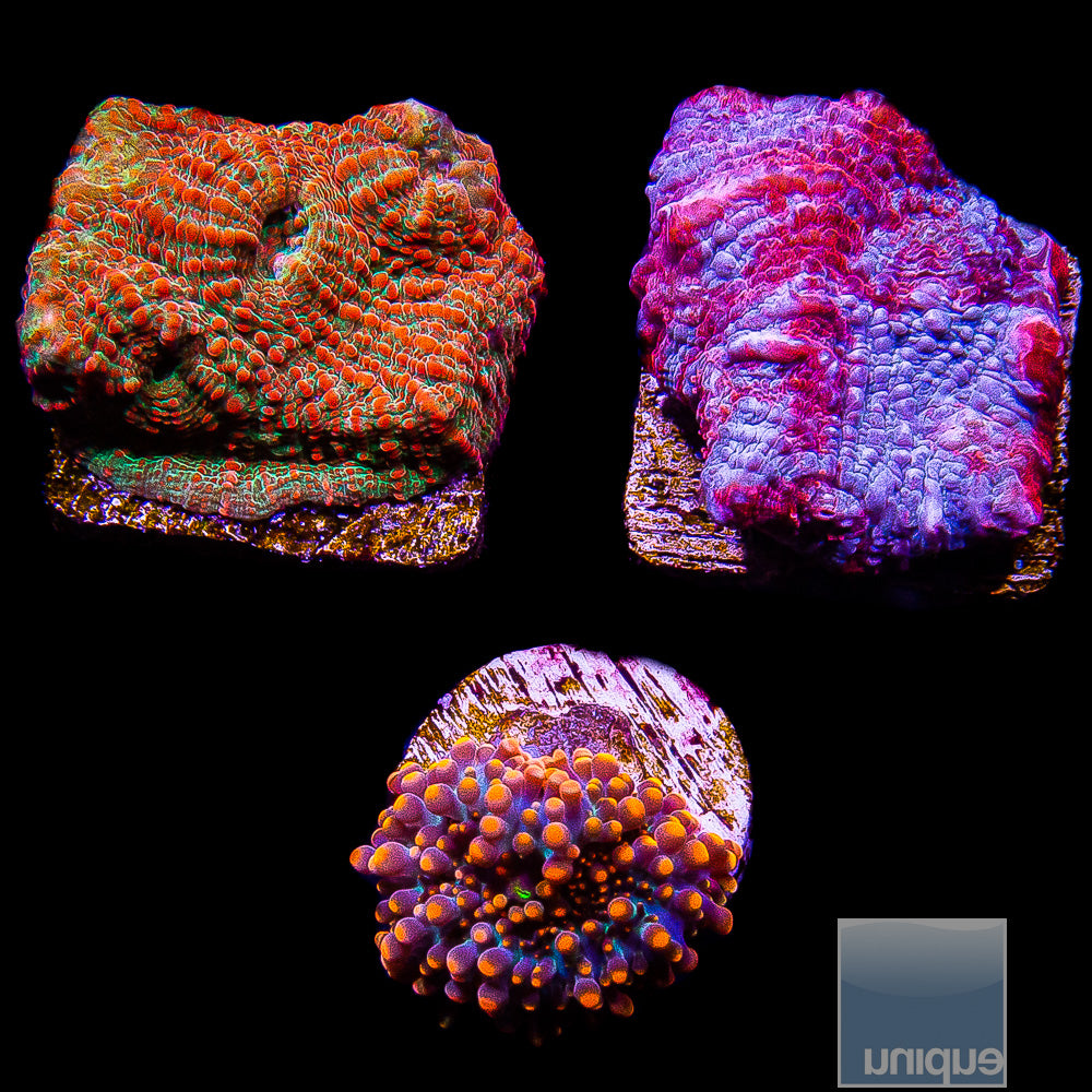 Mixed Frag Pack Ft. Baby Godzilla Yuma Varian Mushroom-WYSIWYG ...