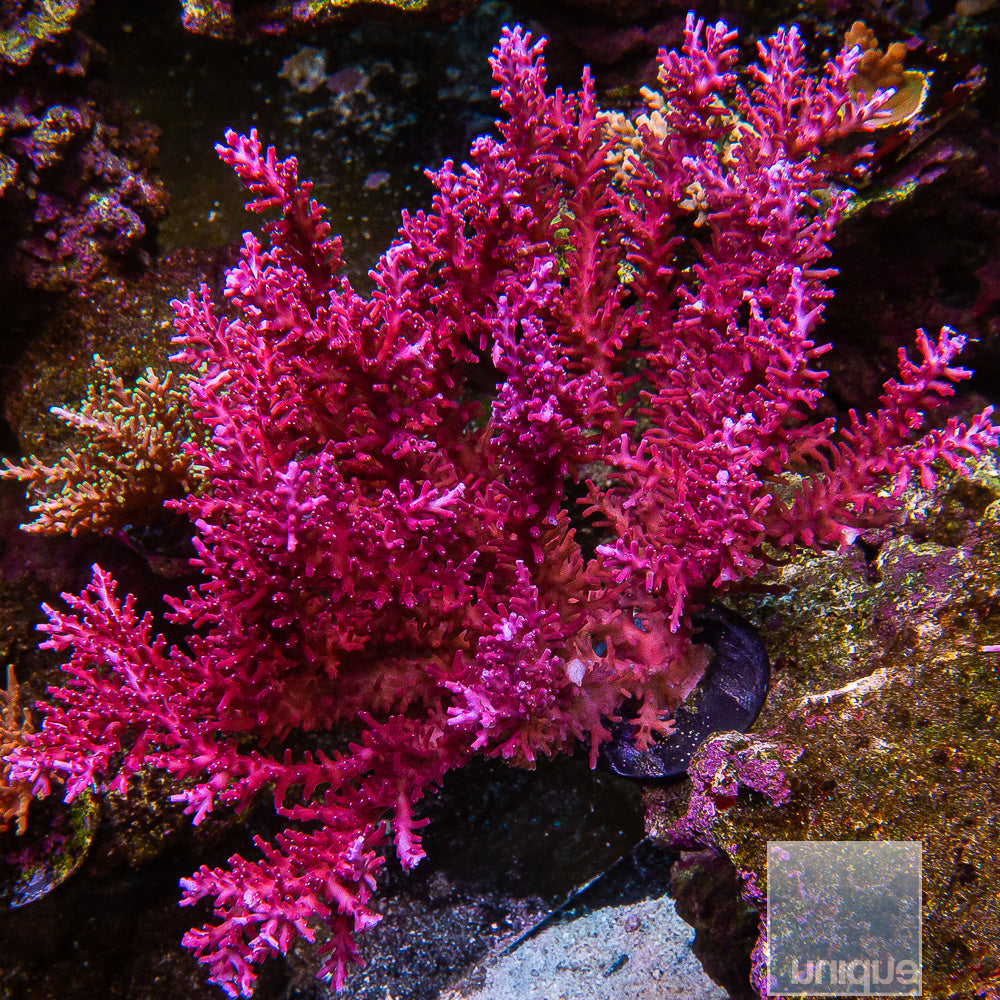 UC Signature- Red Dragon Acropora – UniqueCorals