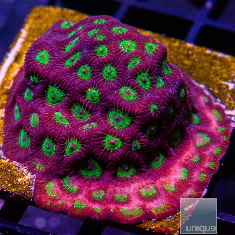 JF Sector 9 Favia Mini Colony – UniqueCorals