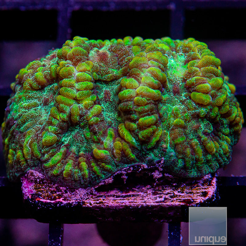 Snake Skin Favia – UniqueCorals