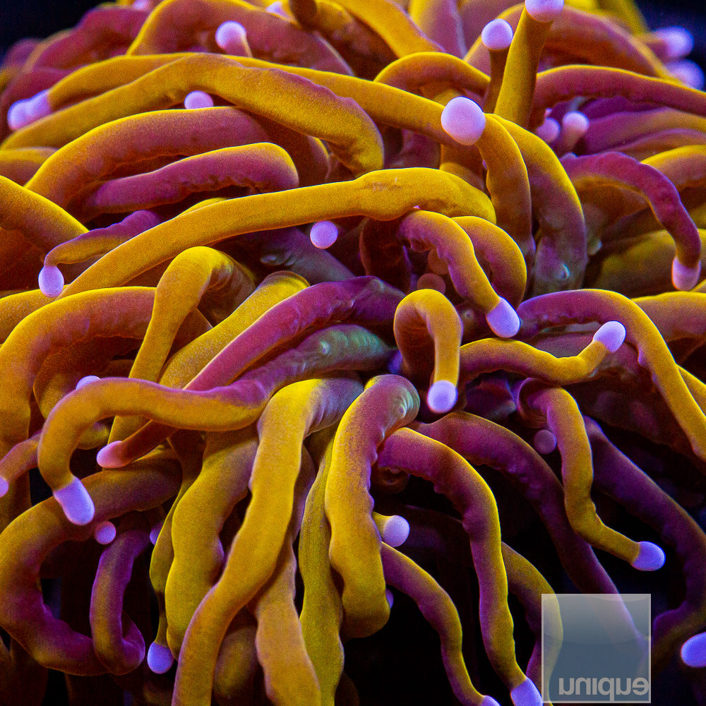 Malay 24k Torch Frag-WYSIWYG – UniqueCorals