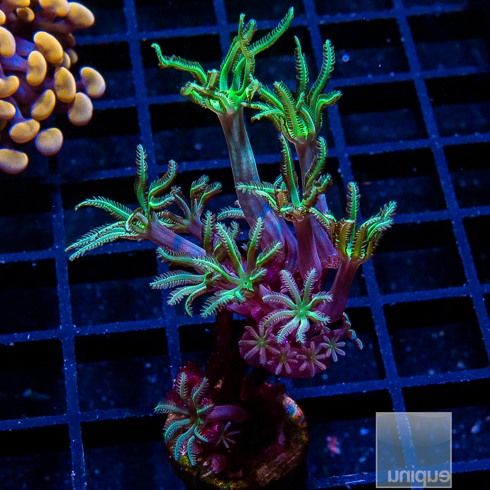 Pipe Organ Coral Frrag-WYSIWYG – UniqueCorals