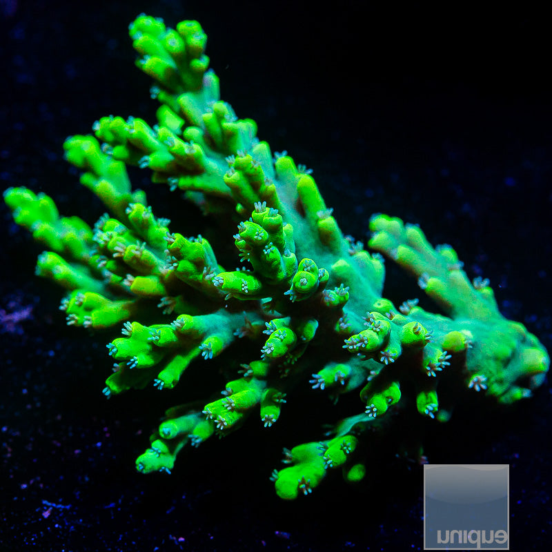Aussie Aculeus Colony – UniqueCorals