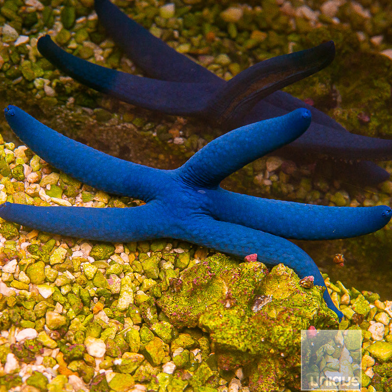 Tank Hardened Blue Linkia – UniqueCorals