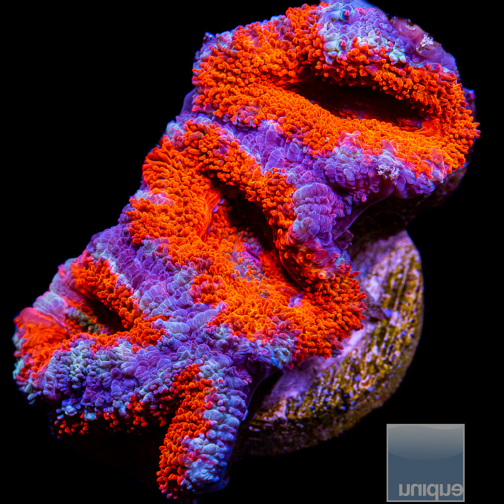Red Center Acan Lord Frag-WYSIWYG – UniqueCorals