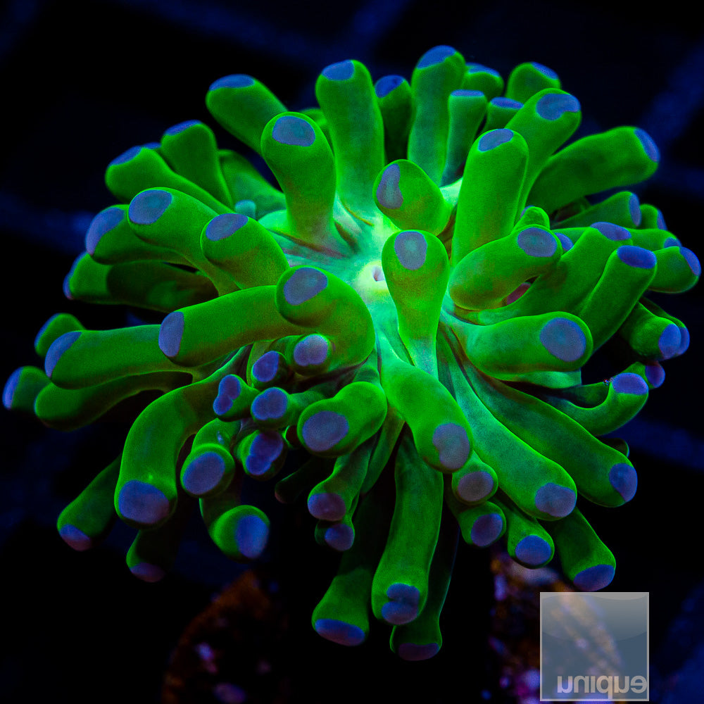 Micro Torch Frag-WYSIWYG – UniqueCorals