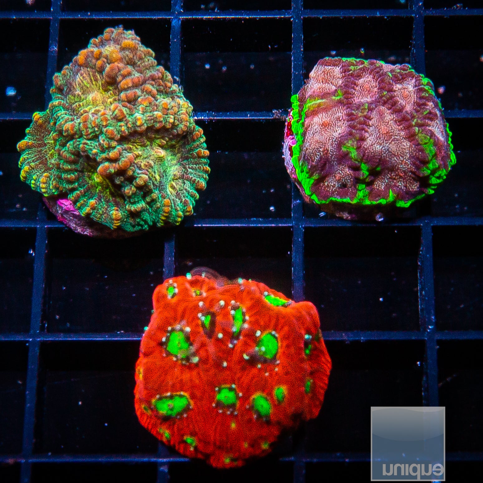 Frag Packs – UniqueCorals
