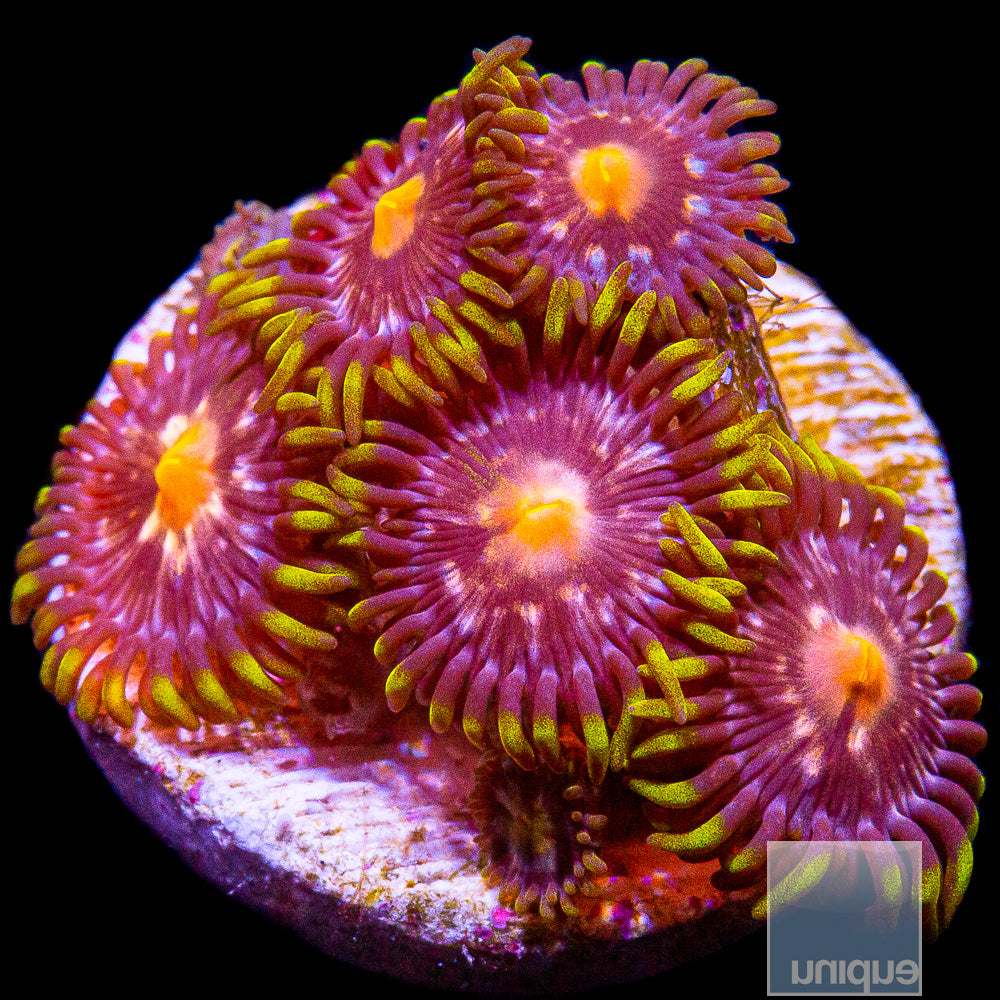 Nirvana Zoanthid Frag-WYSIWYG – UniqueCorals
