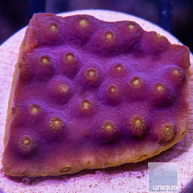 LA Scroll – UniqueCorals