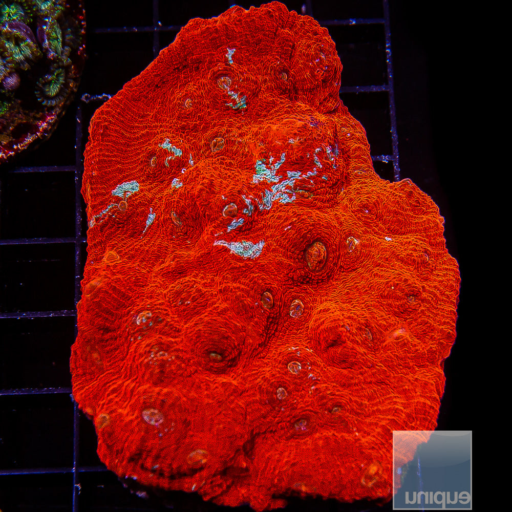 Echinophyllia sp. Red Chalice Colony-WYSIWYG – UniqueCorals