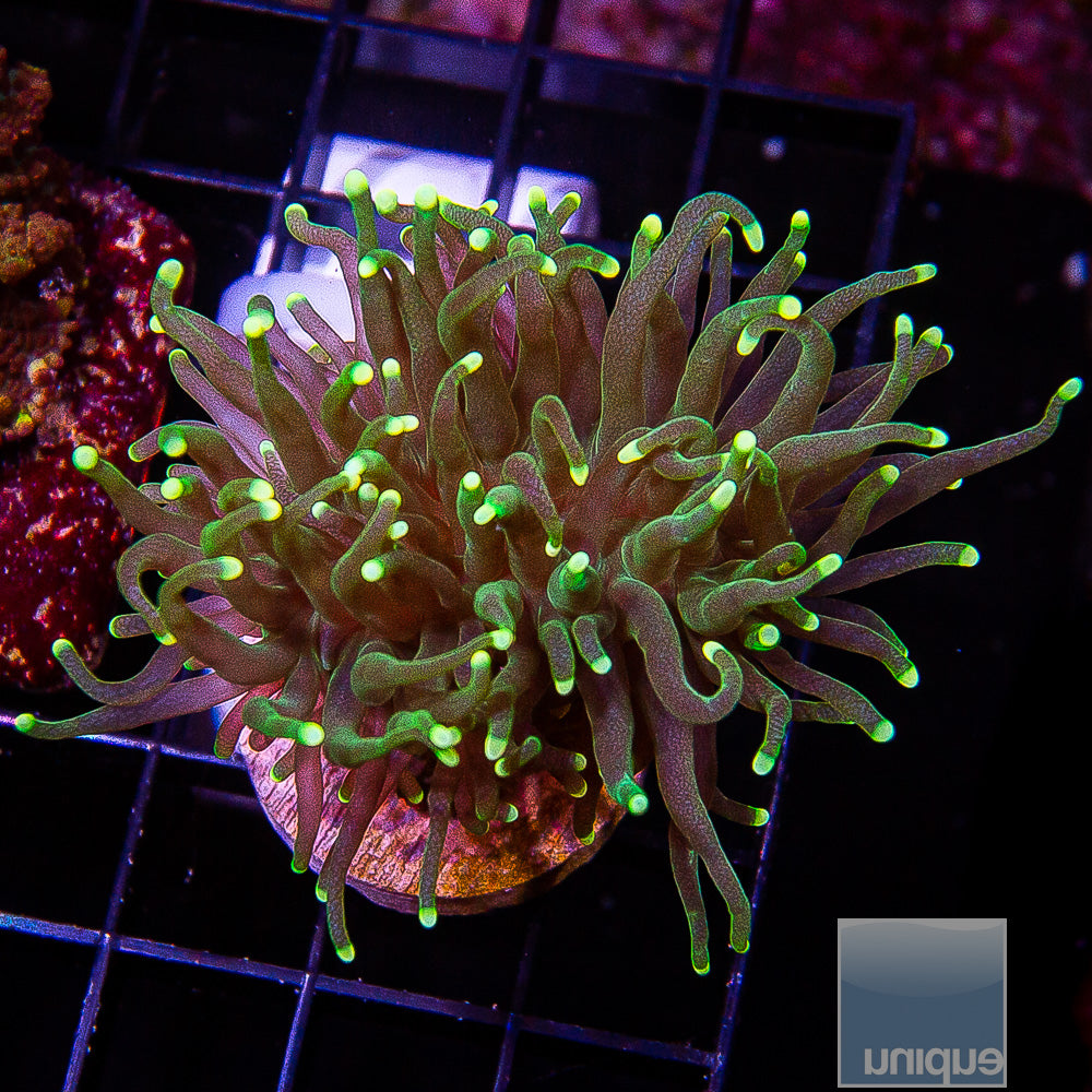 Euphyllia glabrescens Ultra Torch Frag-WYSIWYG – UniqueCorals