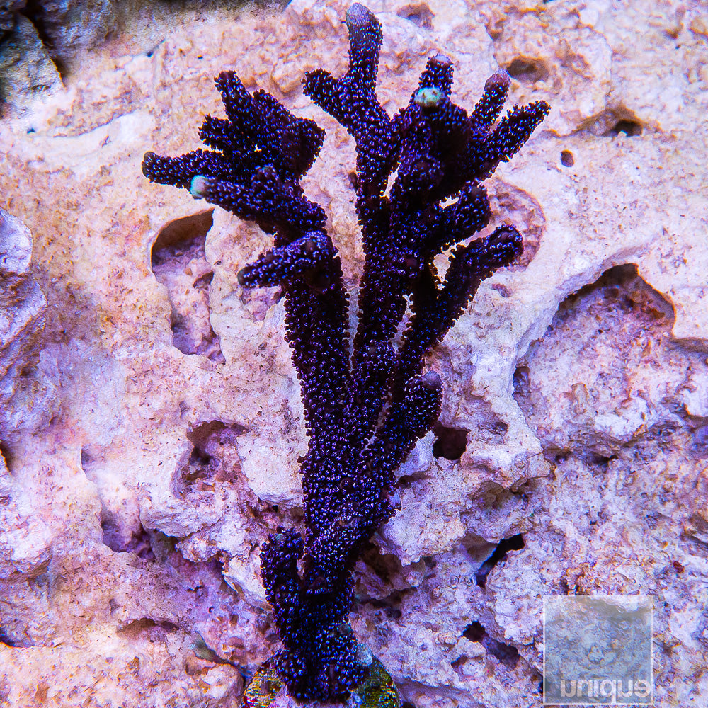 UC Purple Montipora digitata-Stock Frag – UniqueCorals