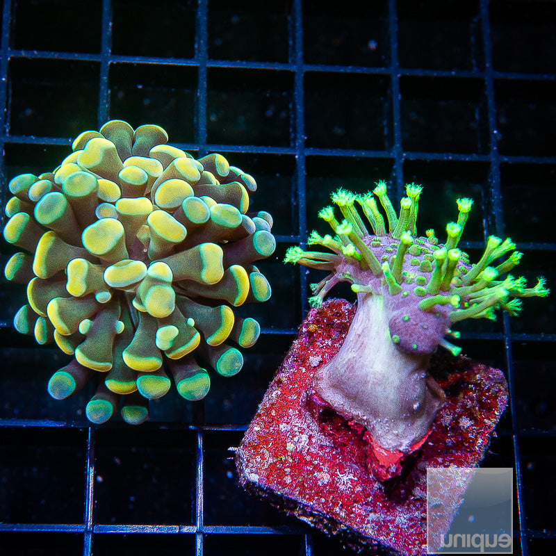 Frag Packs – UniqueCorals