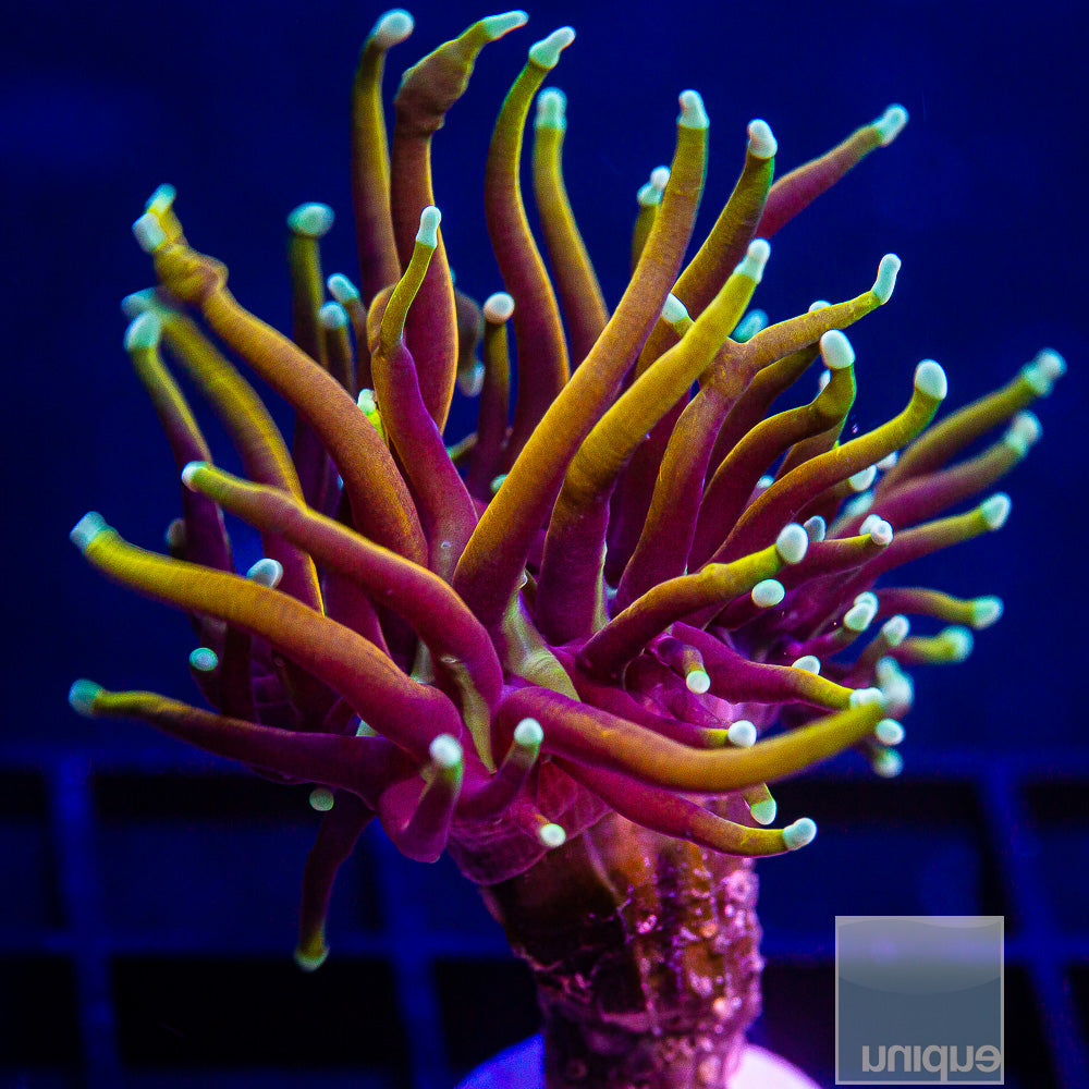 Euphyllia glabrescens Ultra Torch- WYSIWYG Frag – UniqueCorals