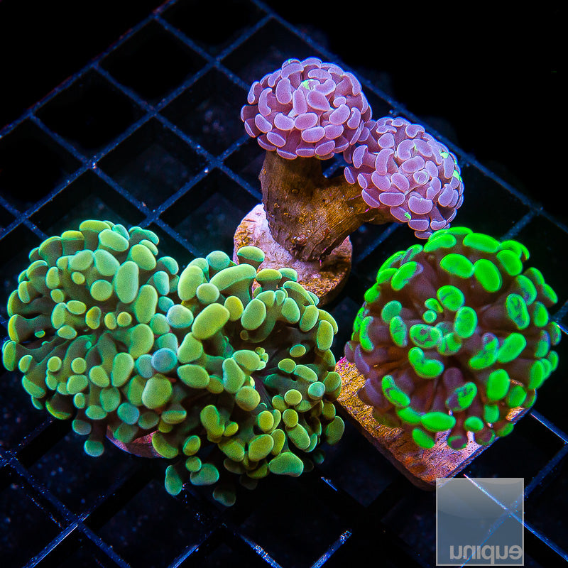 Frag Packs – UniqueCorals