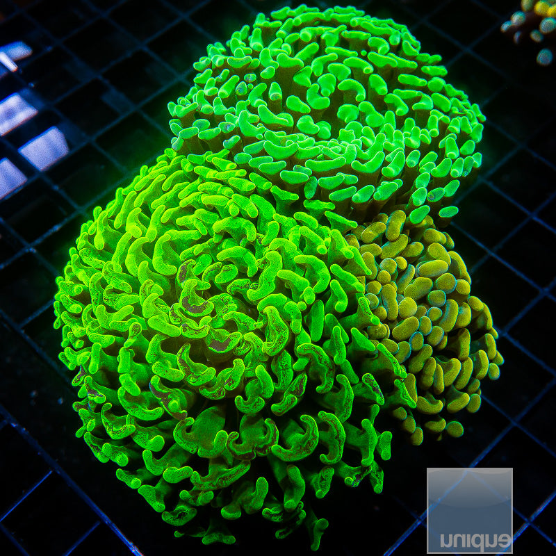 Frag Packs – UniqueCorals