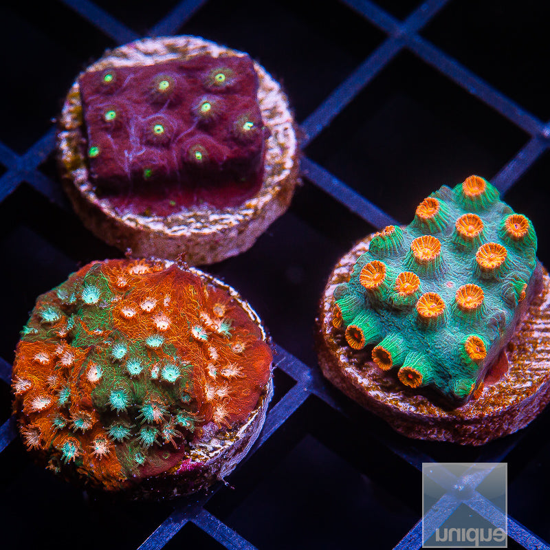 Frag Packs – UniqueCorals