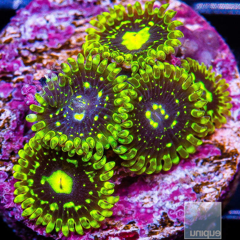 Zoanthus sp. Exosphere Zoanthid- Stock Frag 3 Polyp – UniqueCorals